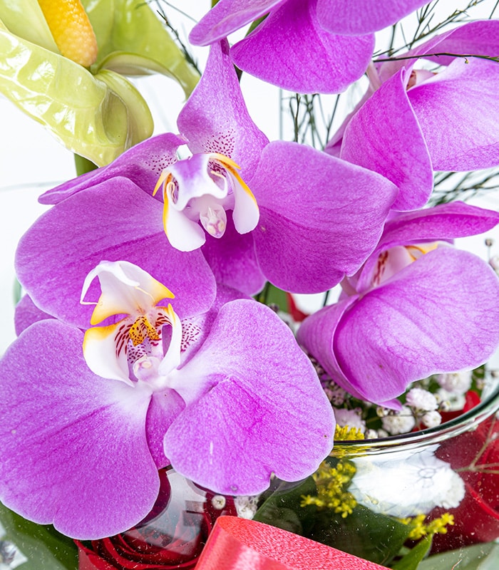 Orquídeas - Floreria La Orquídea